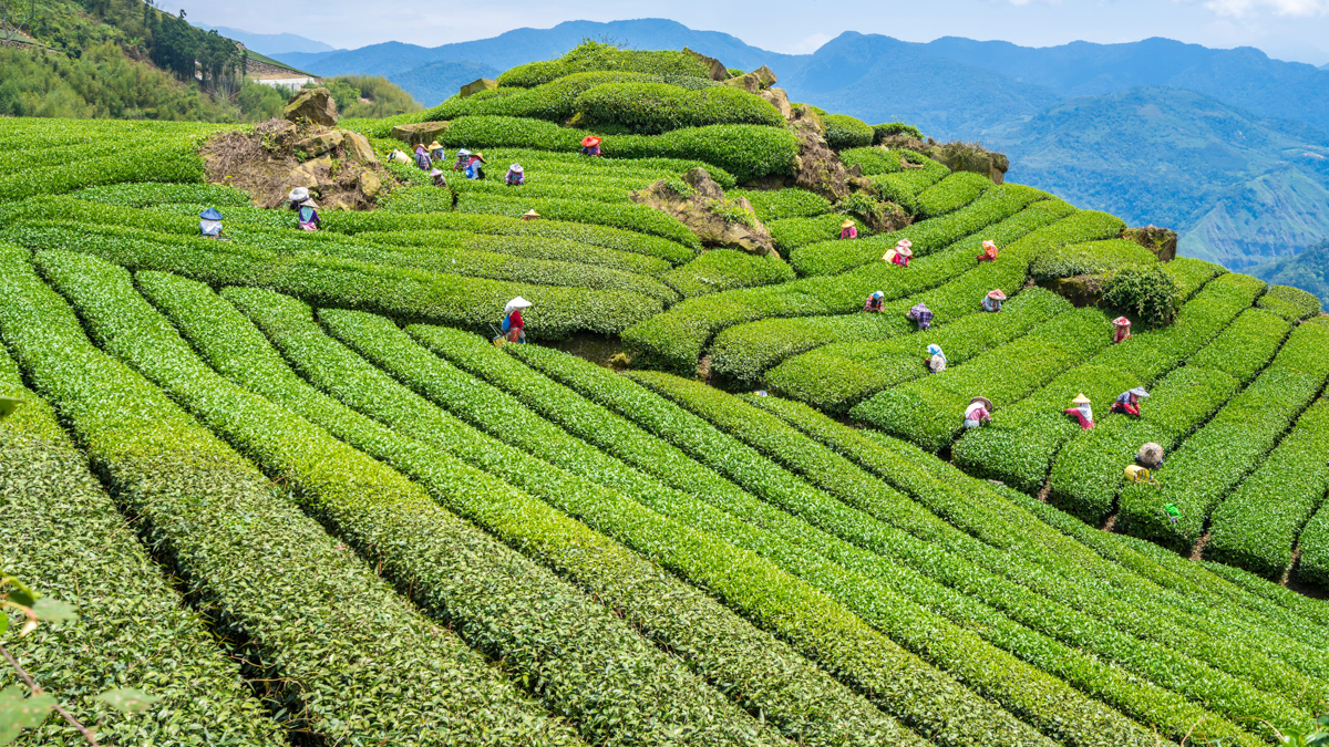Herbata – gdzie i jak rośnie? - Blog Coffeedesk.pl